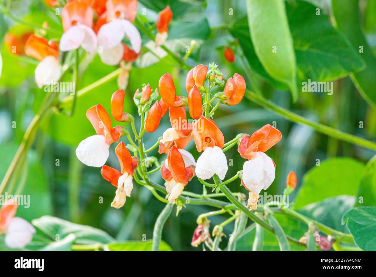 Scarlet runner bean, Phaseolus coccineus 'Goliath', flowers Stock Photo ...