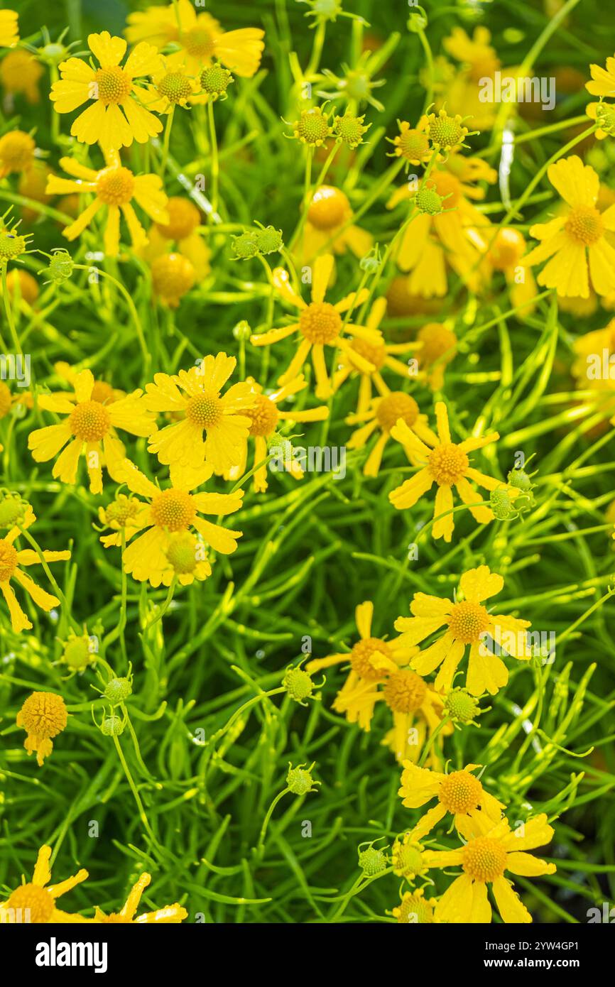 Dakota Gold Helenium, Helenium amarum 'Dakota Gold', flowers Stock ...