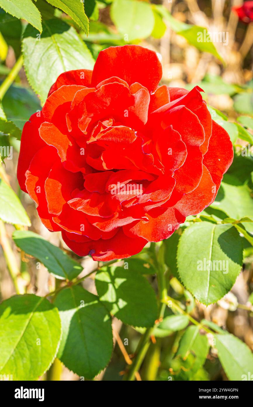 Rosa 'Rouge Meilland', flower Stock Photo - Alamy