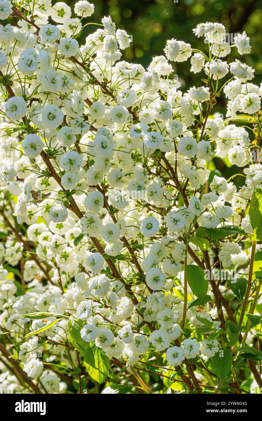 Bridalwreath spirea, Spiraea prunifolia 'Plena', flowers Stock Photo ...