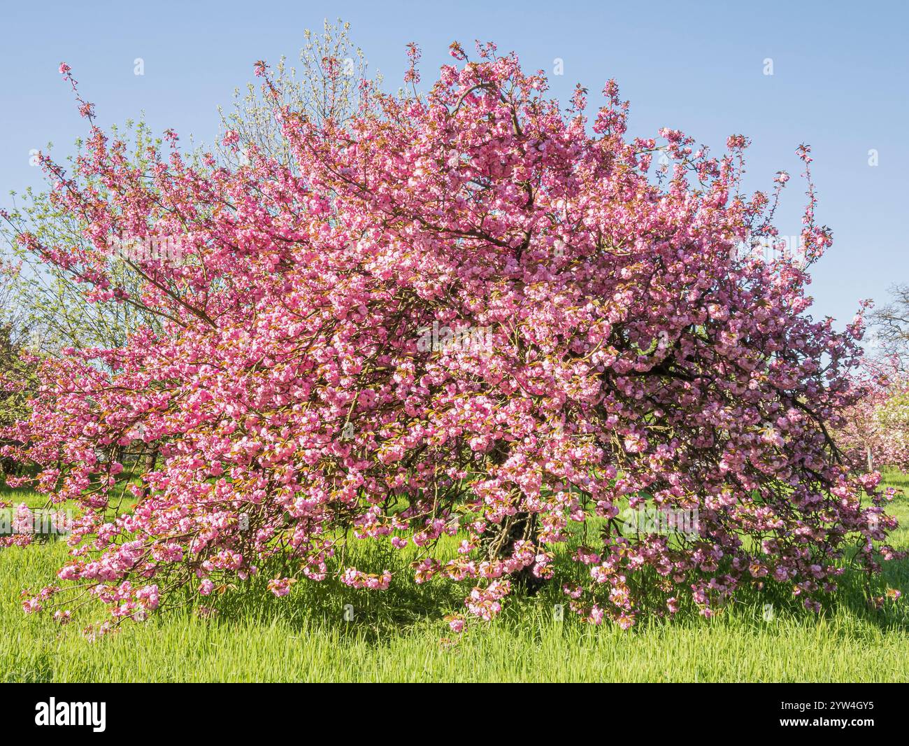 Shogetsu Cherry Blossom Tree, Prunus serrulata 'Shogetsu', in bloom ...
