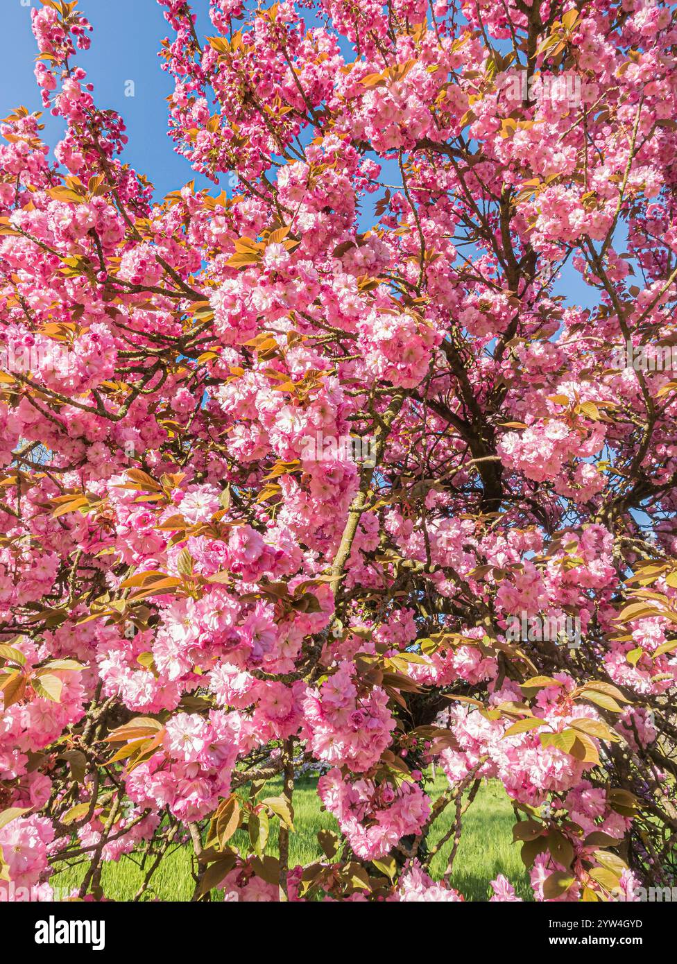 Shogetsu Cherry Blossom Tree, Prunus serrulata 'Shogetsu', in bloom ...
