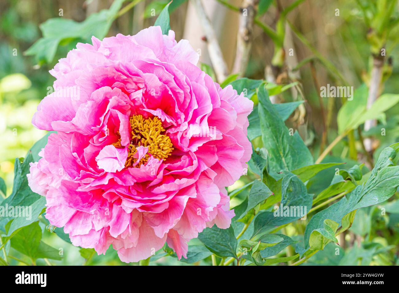 Chinese tree peony 'Qing Shan Guan Xue', flower Stock Photo - Alamy