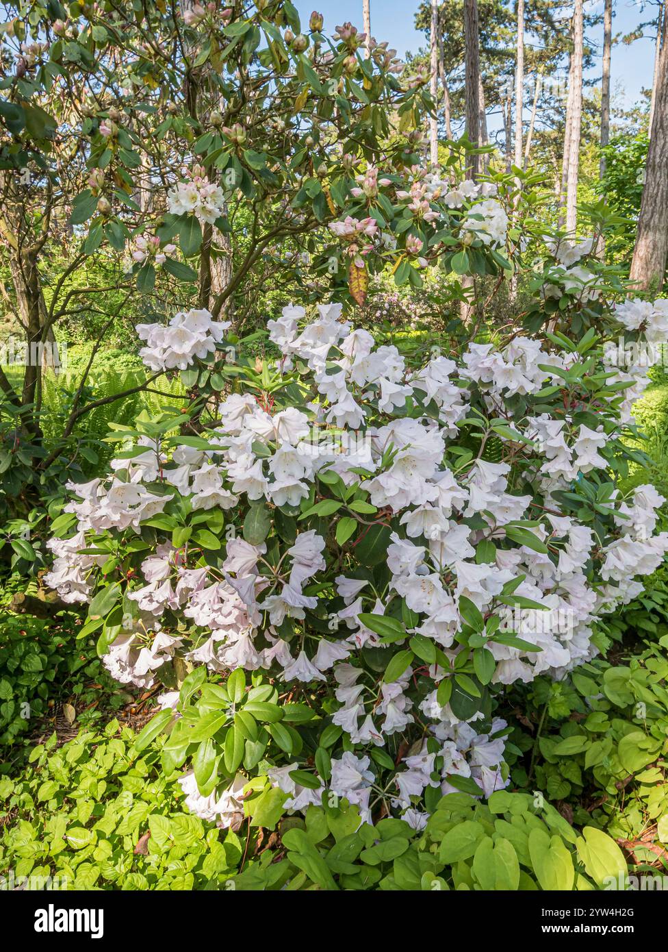 Great White Rhododendron, Rhododendron decorum, in bloom Stock Photo ...