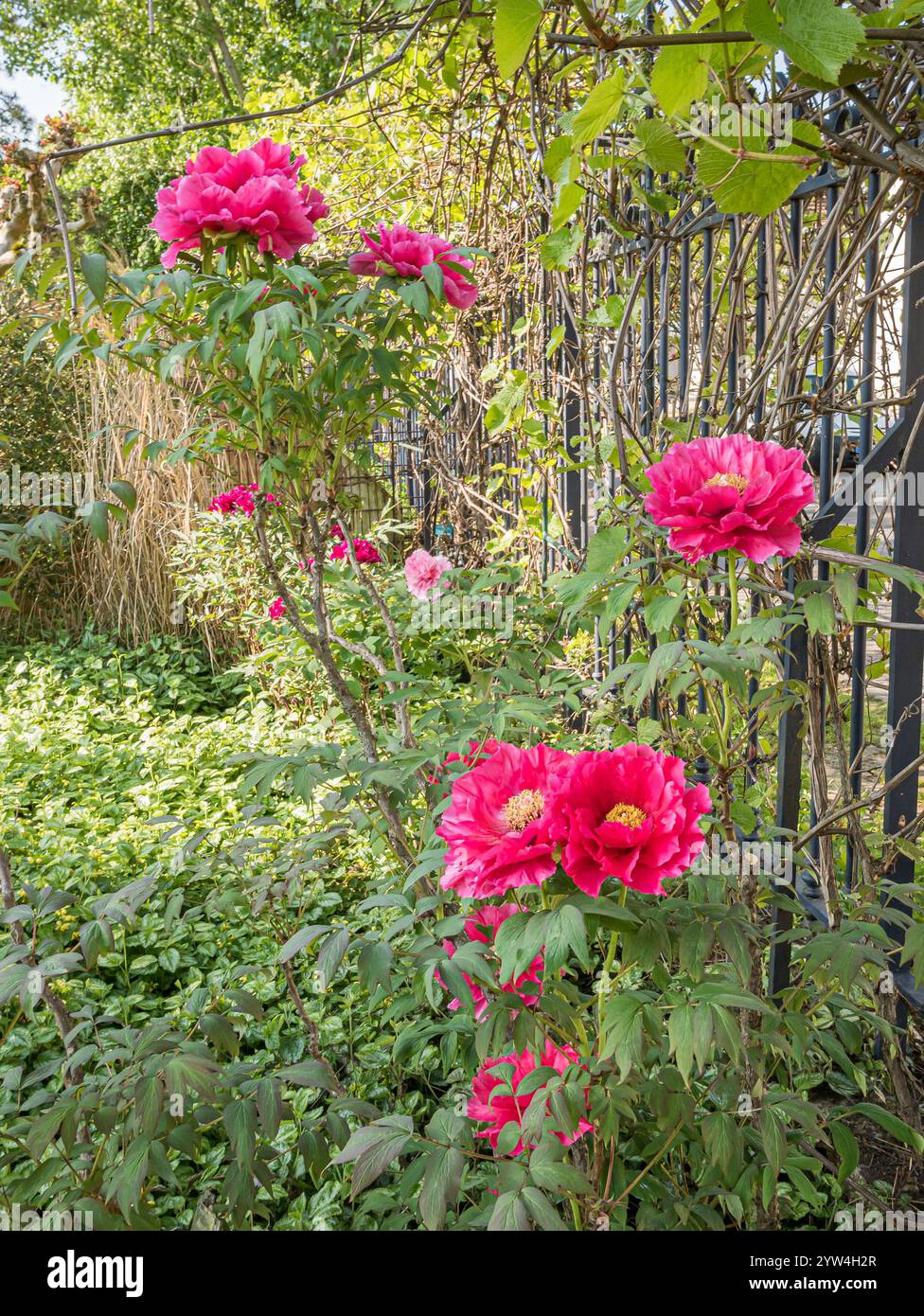 Japanese tree peony 'Asahi-minato', Paeonia suffruticosa 'Asahi-minato ...