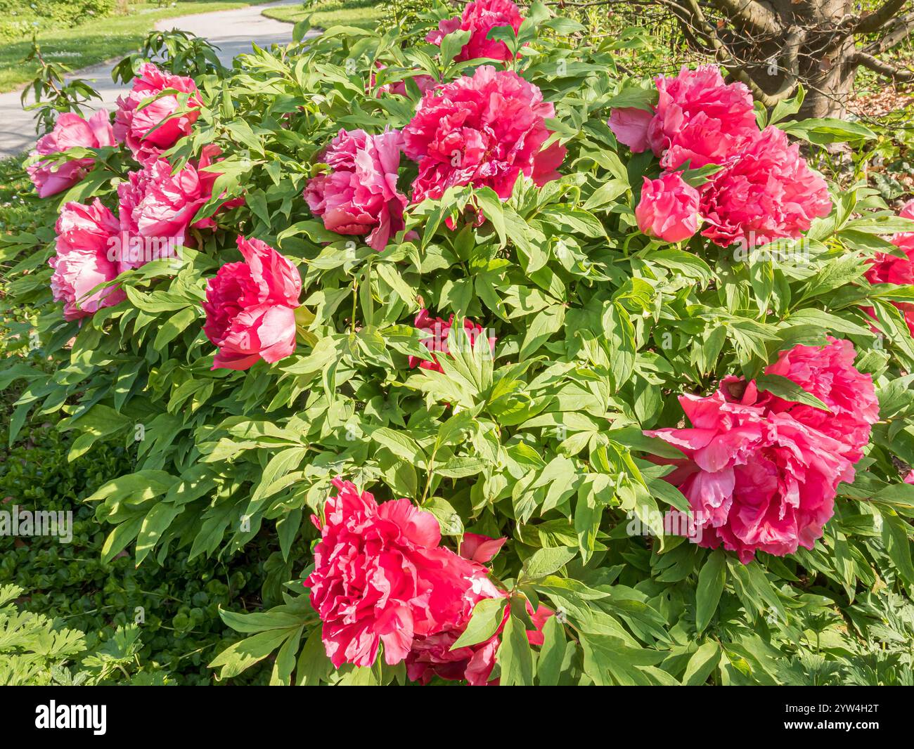 Japanese tree peony 'Asahi-minato', Paeonia suffruticosa 'Asahi-minato ...