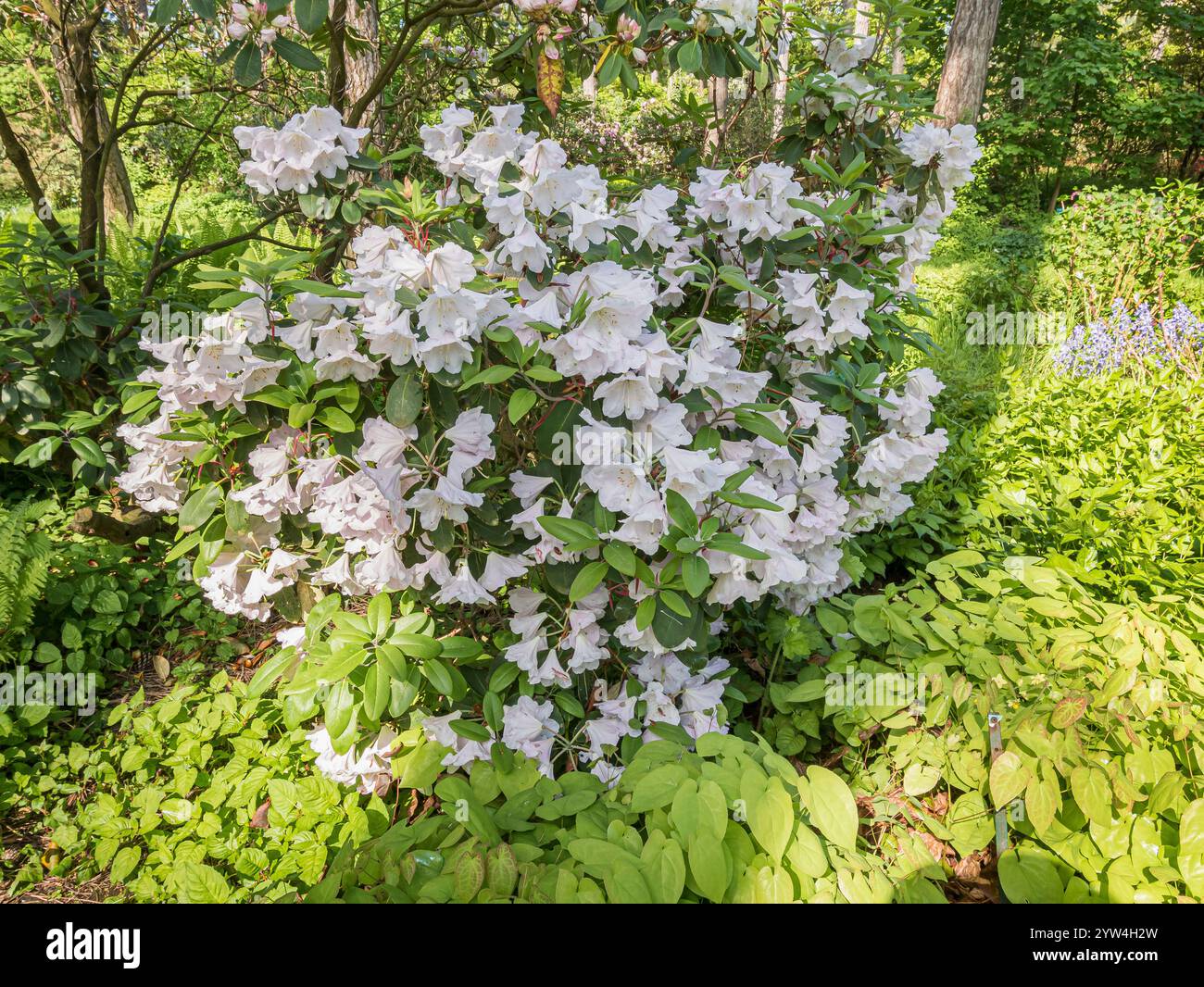 Great White Rhododendron, Rhododendron decorum, in bloom Stock Photo ...