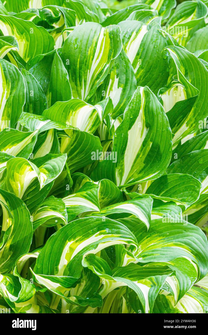 Plantain Lily, Hosta undulata 'Medio Variegata', foliage Stock Photo ...