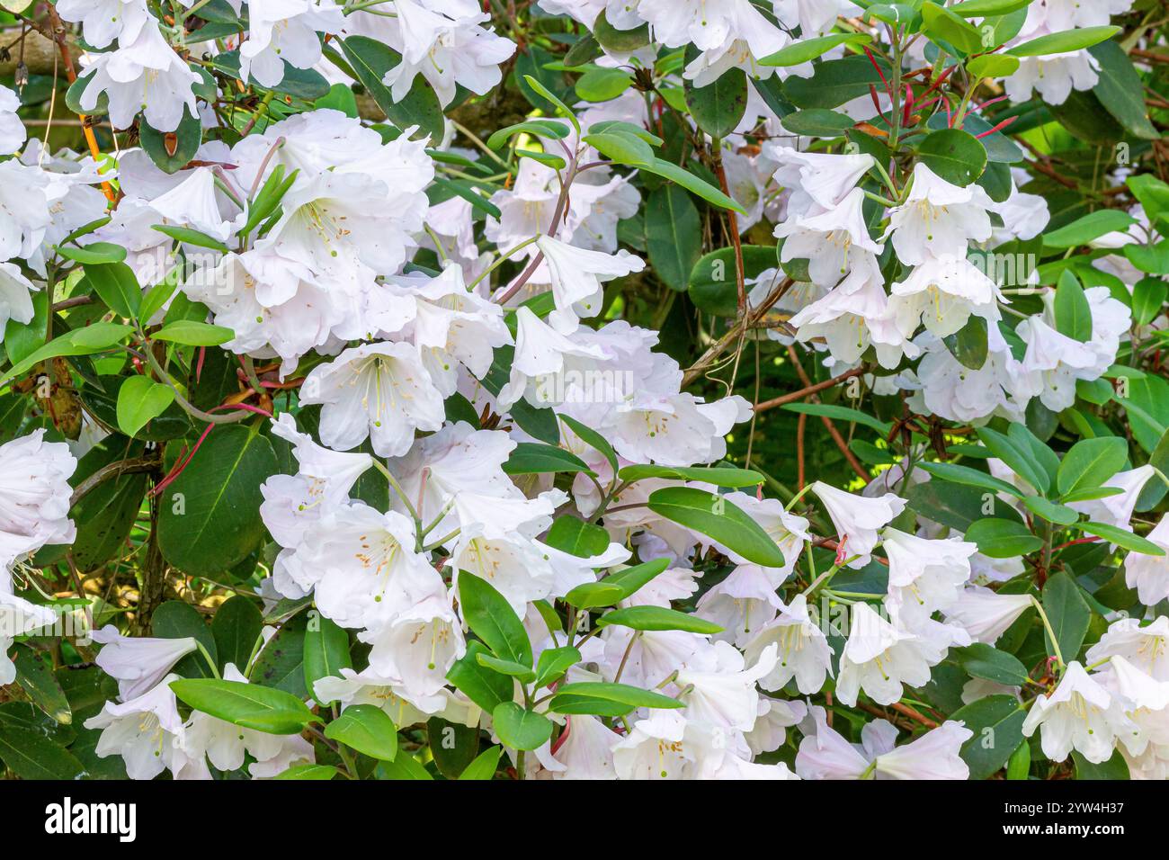 Great White Rhododendron, Rhododendron decorum, flowers Stock Photo - Alamy