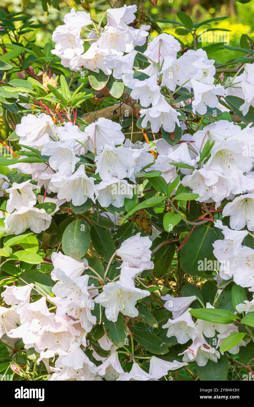 Great White Rhododendron, Rhododendron decorum, flowers Stock Photo - Alamy