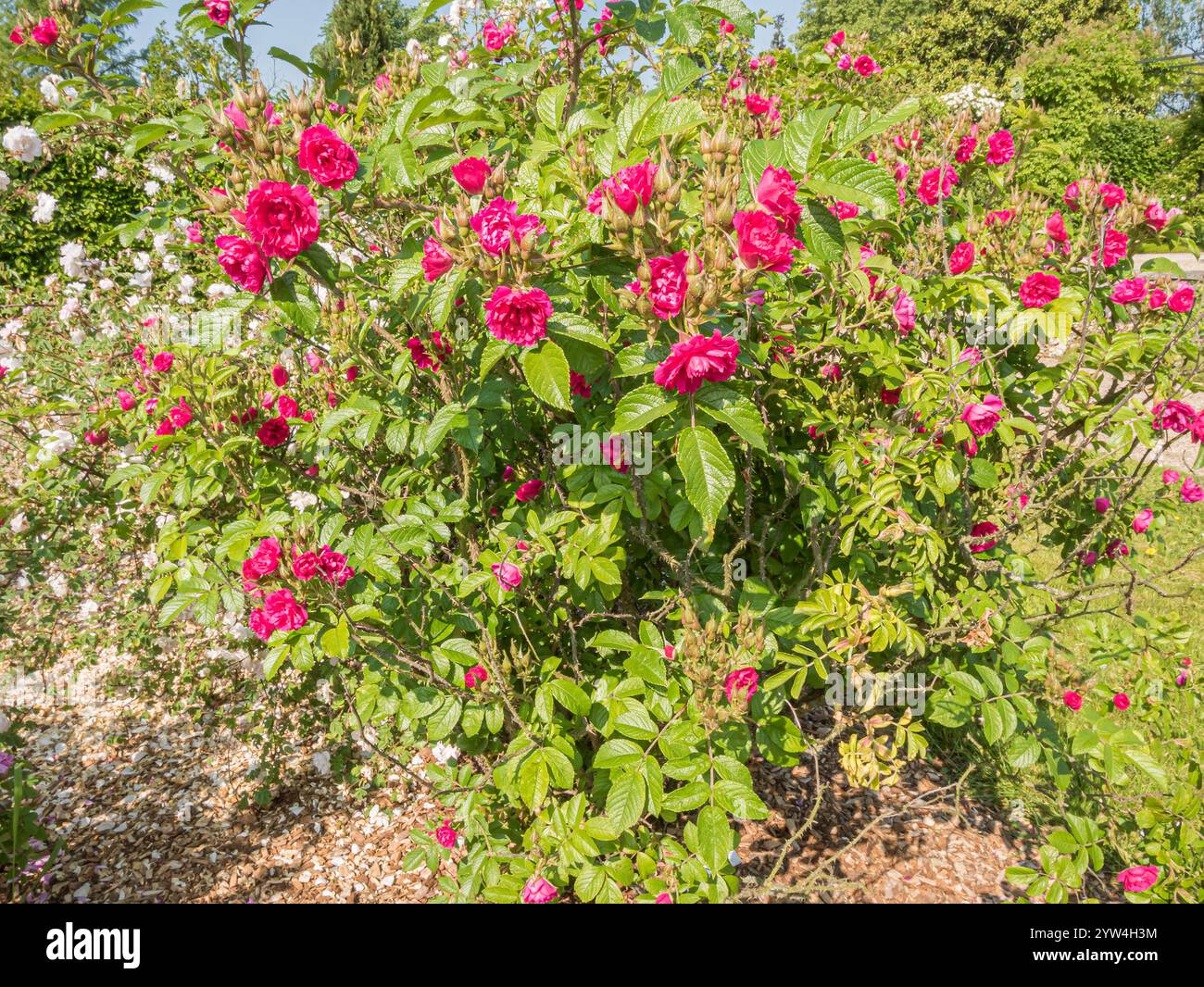 Rugosa hybrid rose, Rosier 'Grootendorst Supreme', Breeder ...