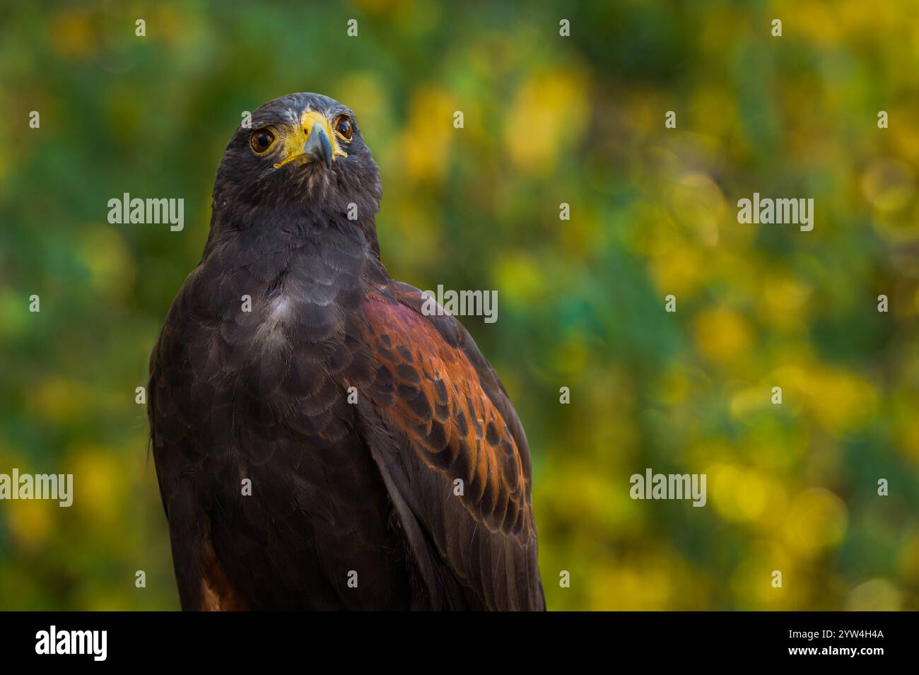Harris Hawk (Parabuteo unicinctus) Looks Up to Sky Against Yellow Green ...
