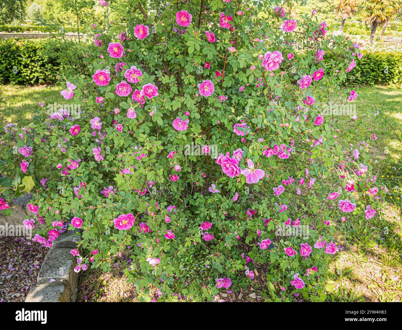 Virginia Rose, Rosa virginiana 'Plena' in bloom Stock Photo - Alamy