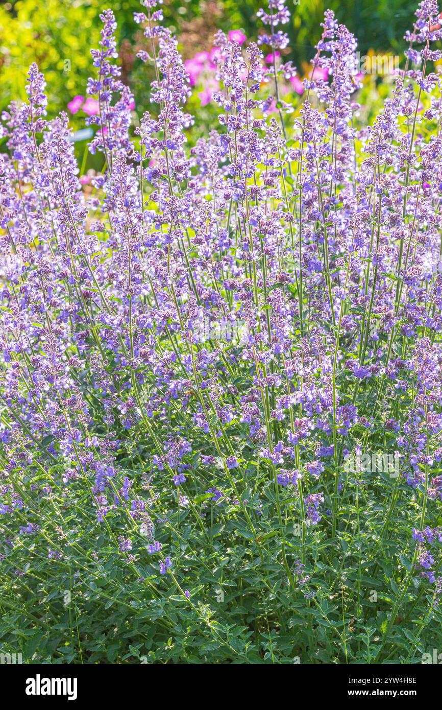 Raceme Catnip 'Walker's Low', Nepeta racemosa 'Walker's Low', flowers ...