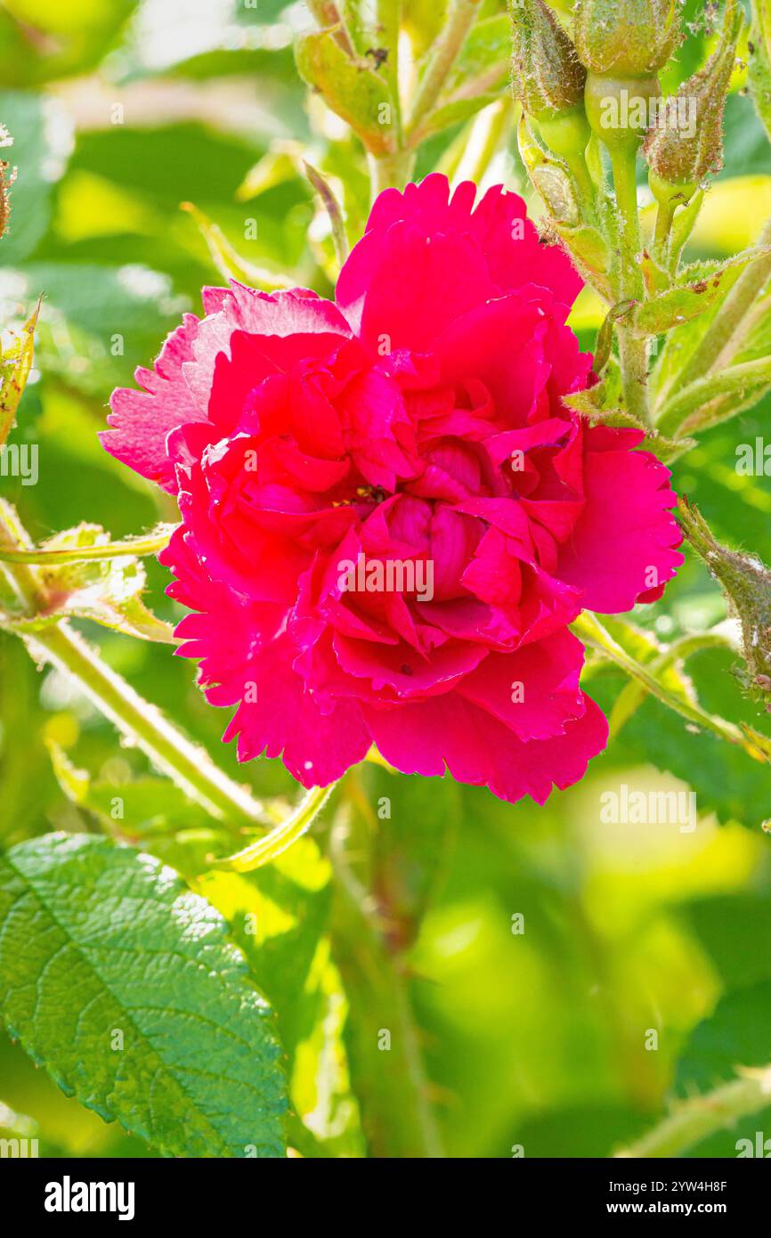 Rugosa hybrid rose, Rosier 'Grootendorst Supreme', Breeder ...