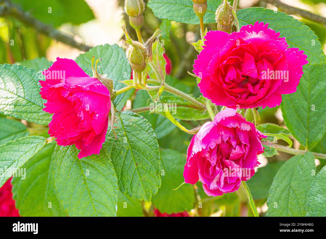 Rugosa hybrid rose, Rosier 'Grootendorst Supreme', Breeder ...