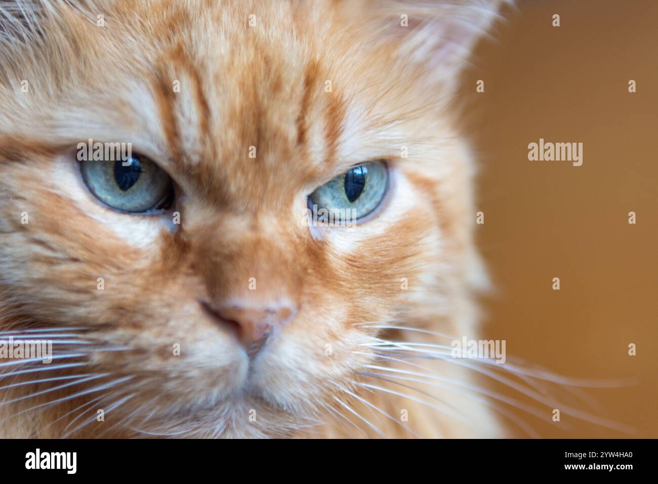 A large, ginger cat looks attentively with blue eyes at the ...