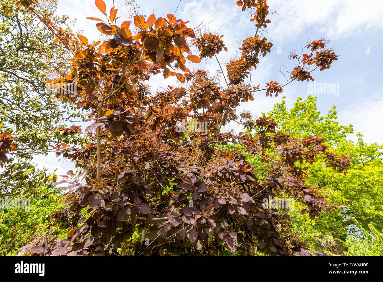 Purple European Smoketree, Cotinus coggygria 'Purpureus' Stock Photo ...