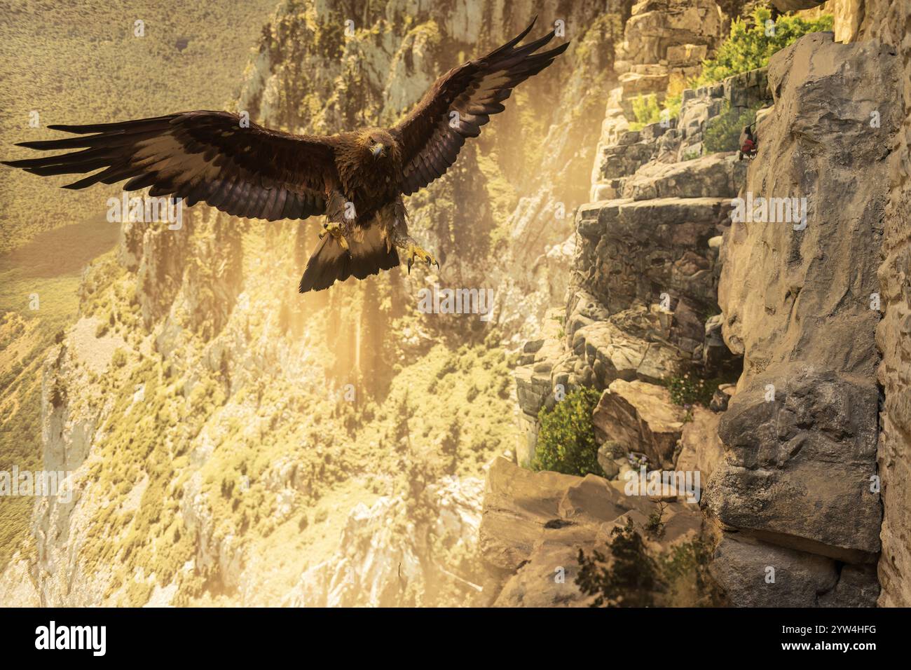 A bearded vulture gliding over rocky cliffs, illuminated by warm ...
