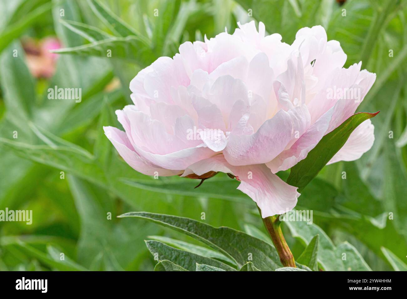 Herbaceous peony, Paeonia lactiflora 'Katherine Havemeyer', flower ...