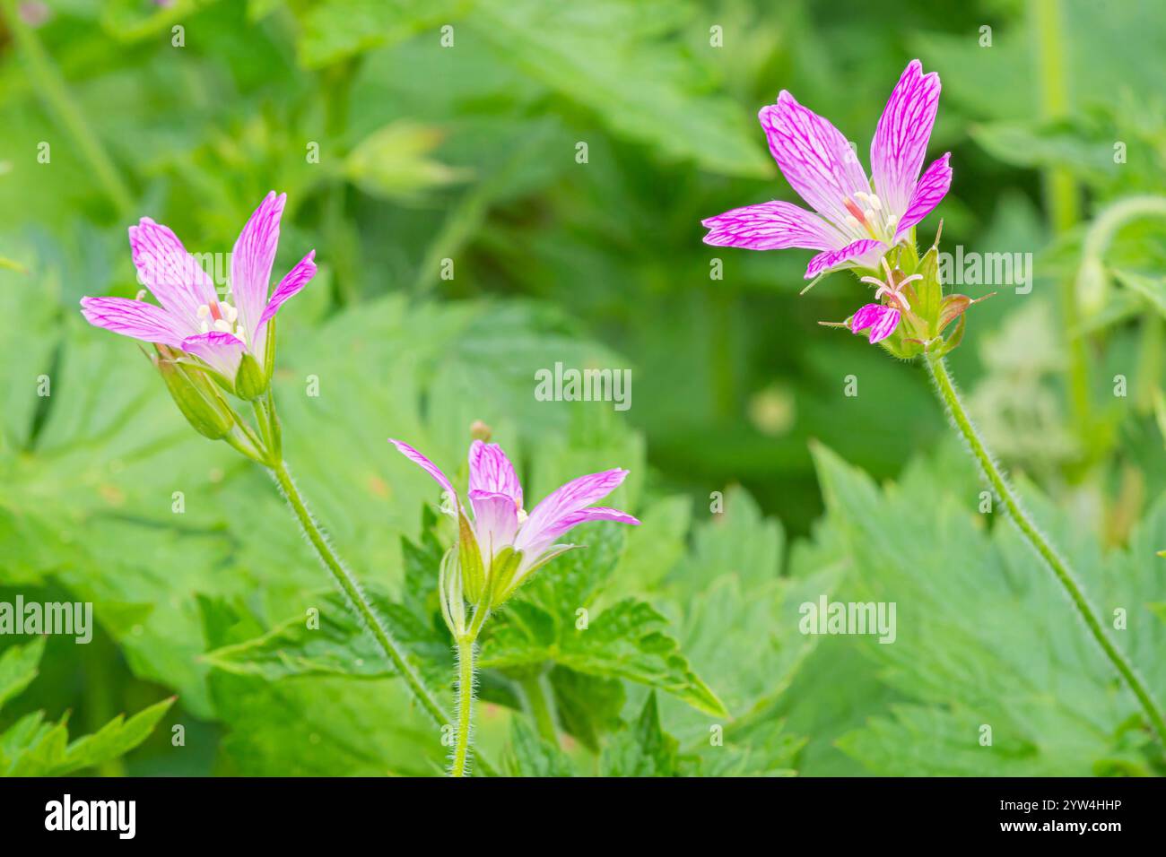 Oxford Geranium, Geranium oxonianum 'Southcombe Star', flowers Stock ...