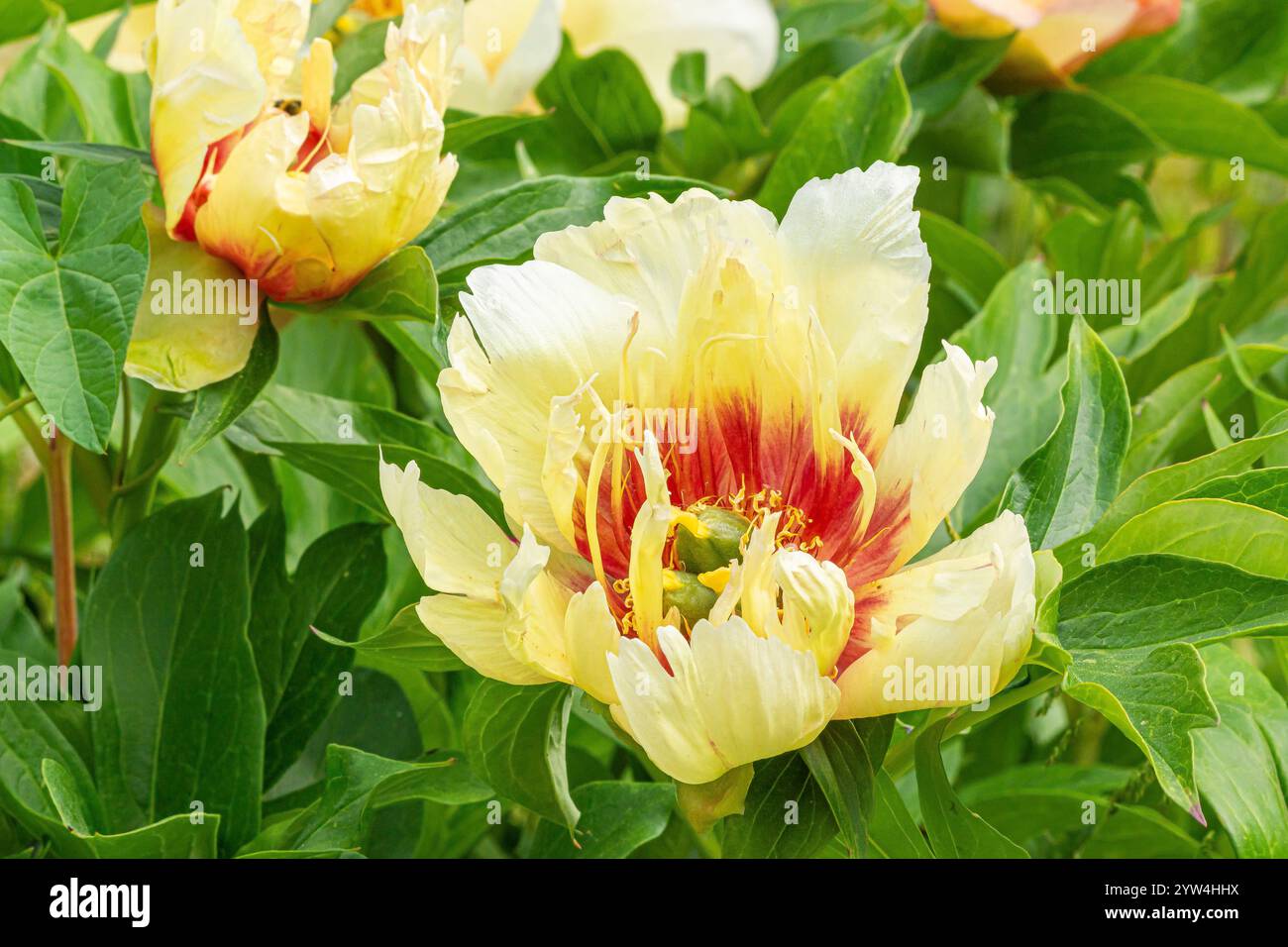 Tree peony, Paeonia Itoh 'Callie's Memory', flowers Stock Photo - Alamy