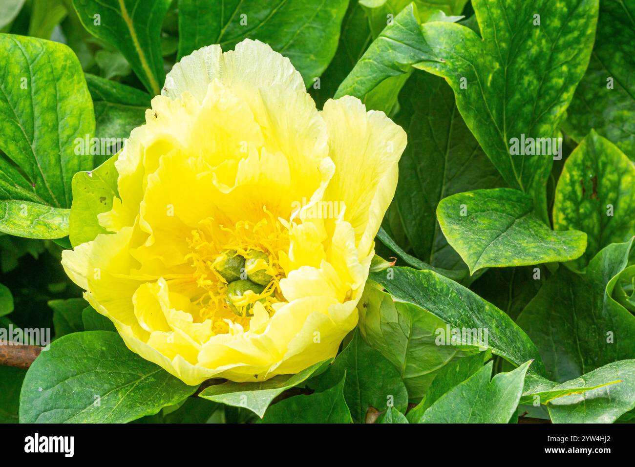 Tree peony, Paeonia itoh 'Yellow Heaven', flower Stock Photo - Alamy