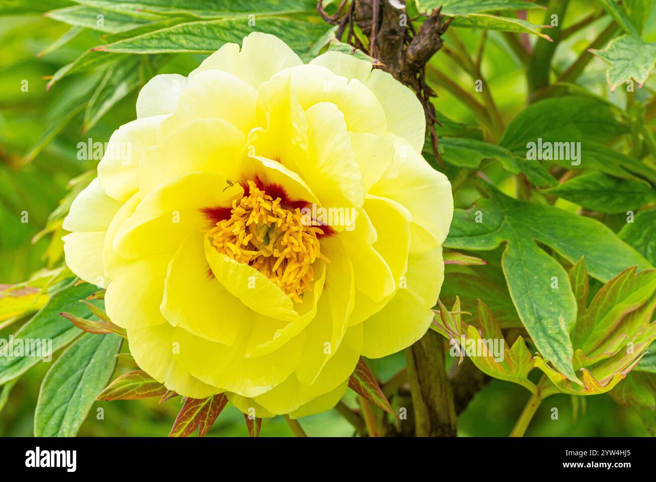 Tree peony, Paeonia itoh 'Yellow Heaven', flower Stock Photo - Alamy