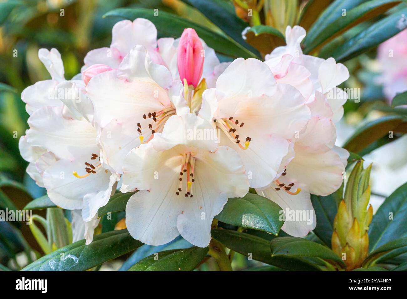 Yakushima Rhododendron 'Grincheux', Rhododendron yakushimanum ...