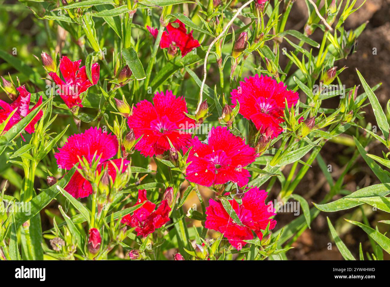 Sweet William 'Festival Red', Dianthus interspecifique 'Festival Red ...
