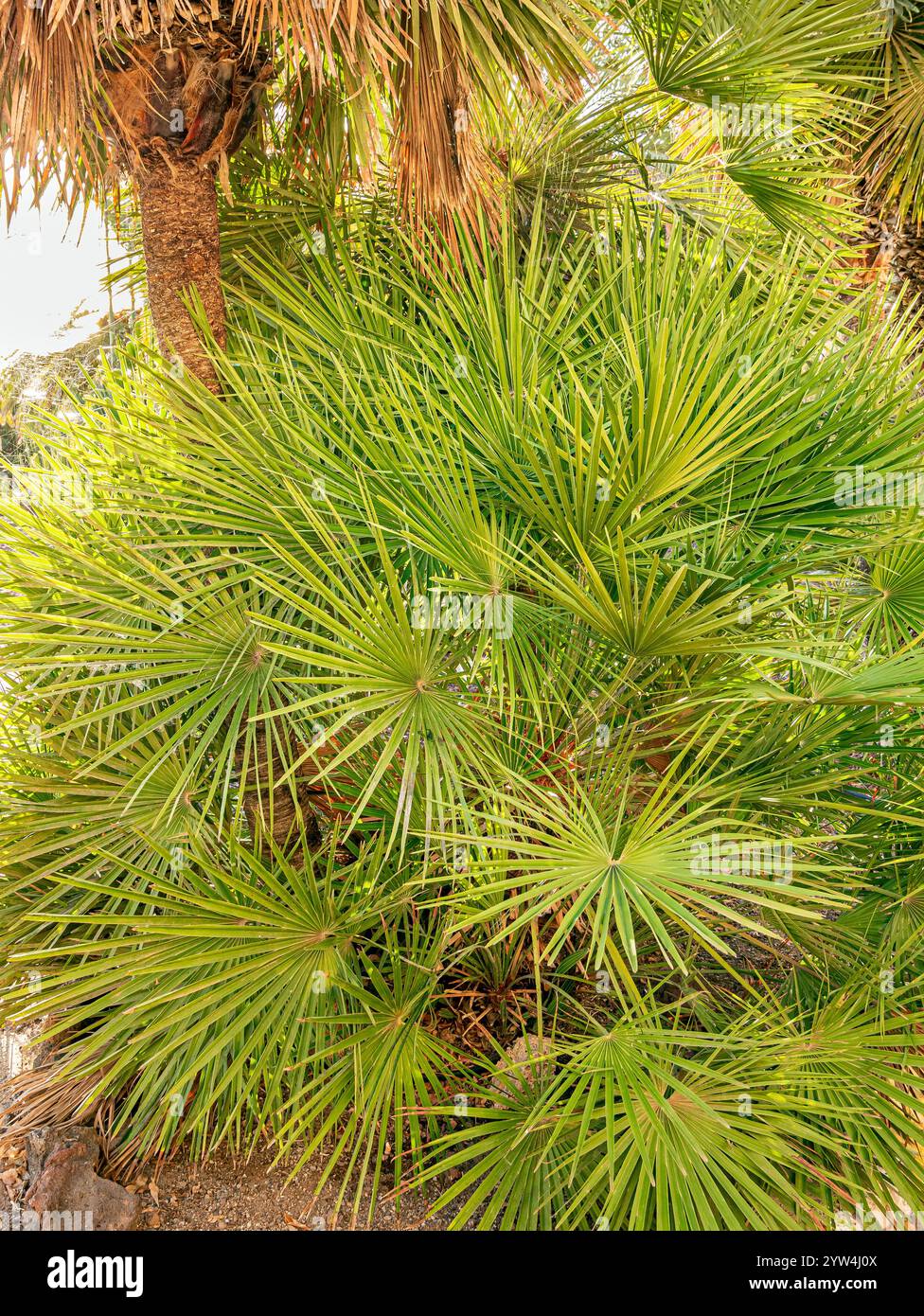 Chinese windmill palm, Trachycarpus fortunei, foliage Stock Photo - Alamy