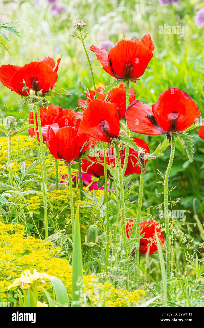 Poppy, Papaver somniferum 'Le Geant', Euphorbia polychroma 'Major ...