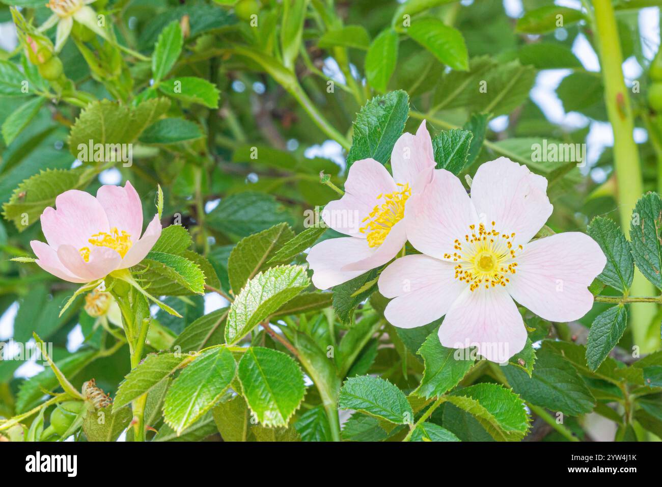 Elliptical-leaf Rose, Rosa elliptica, flowers Stock Photo - Alamy