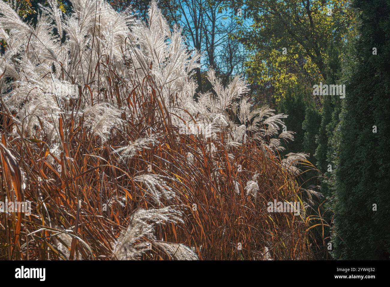 Beautiful dry common reeds hi-res stock photography and images - Alamy