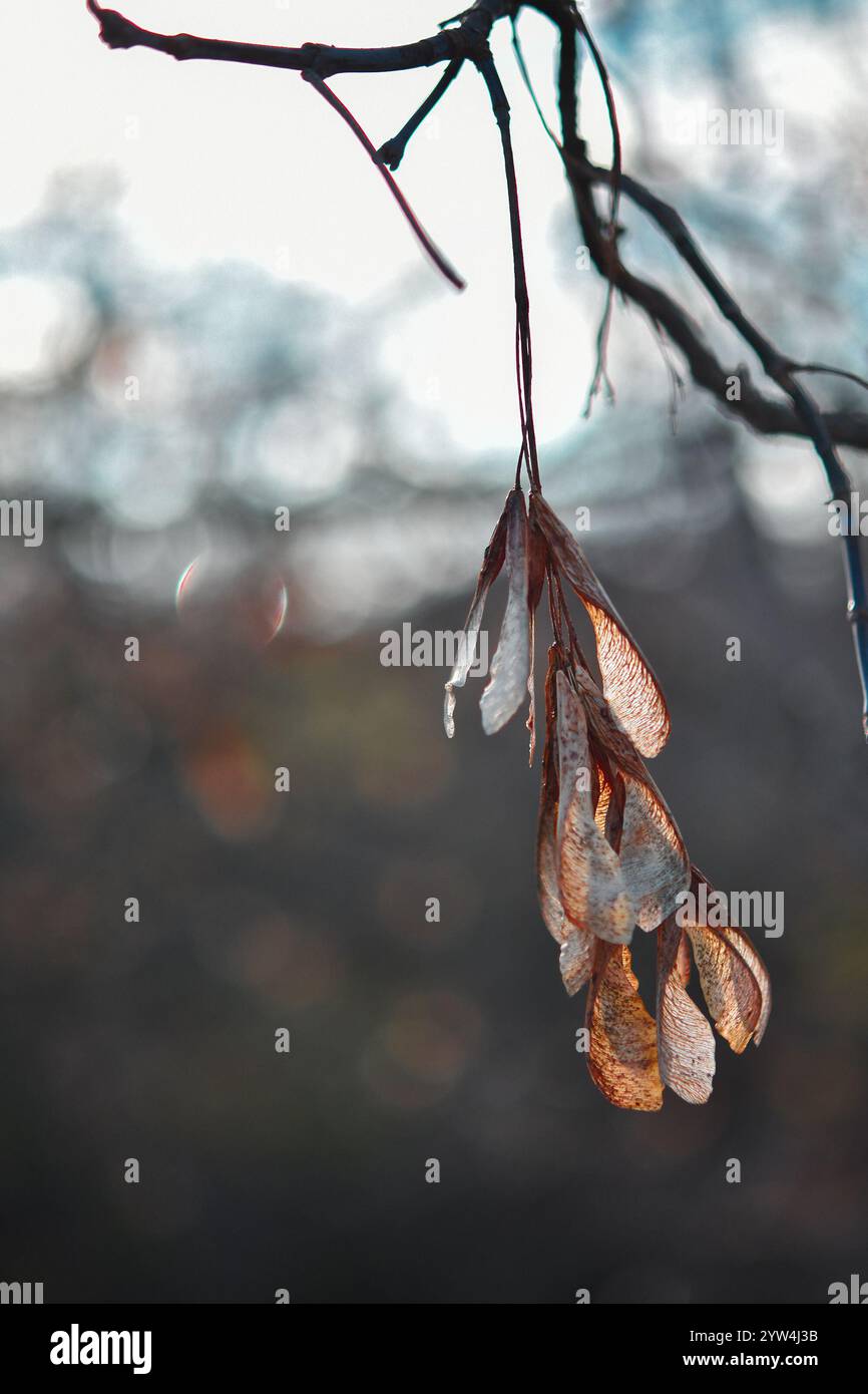 Acacia tree hanging seed pods hi-res stock photography and images - Alamy