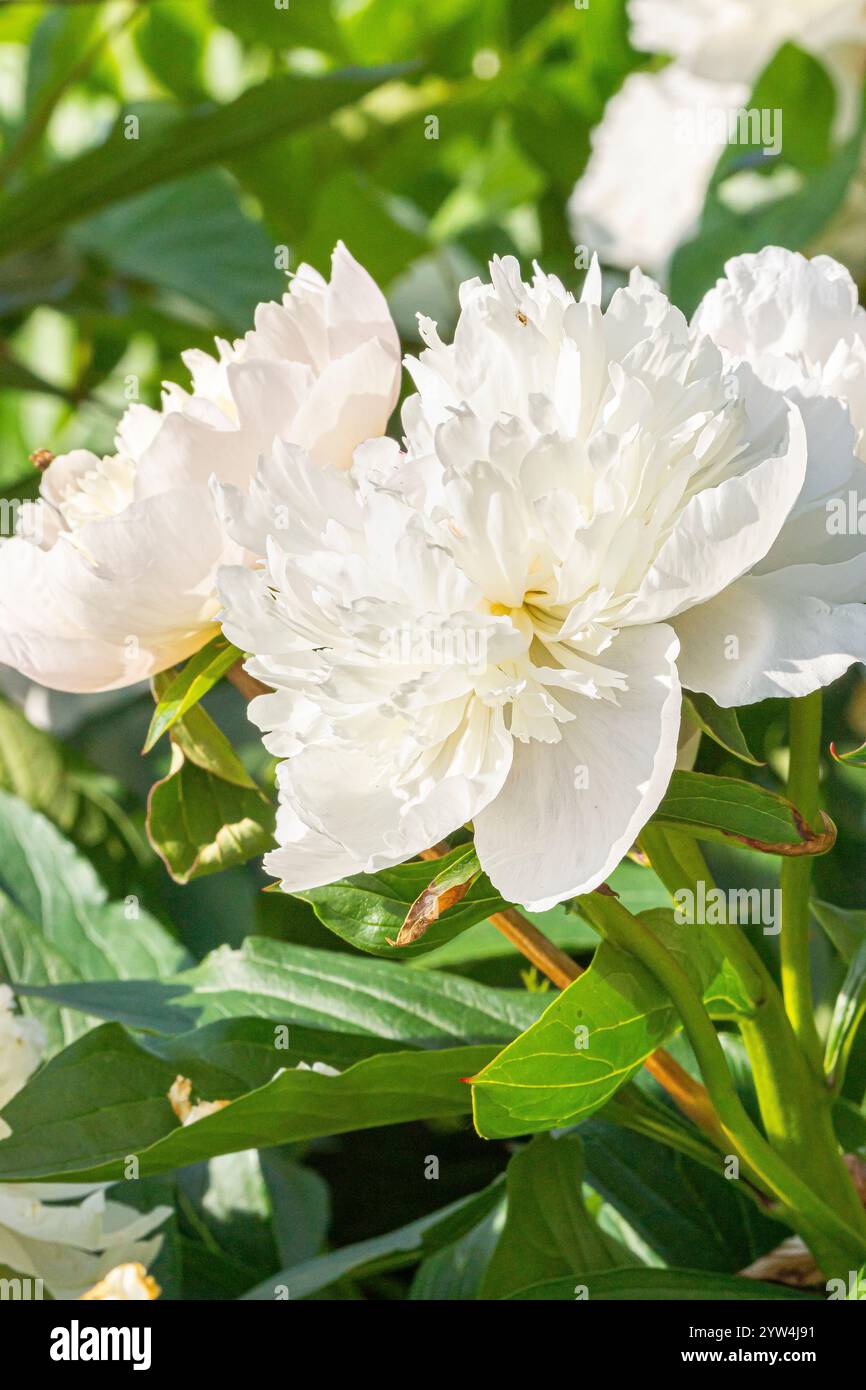 Herbaceous peony, Paeonia lactiflora 'Lady Alexandra Duff', flowers ...
