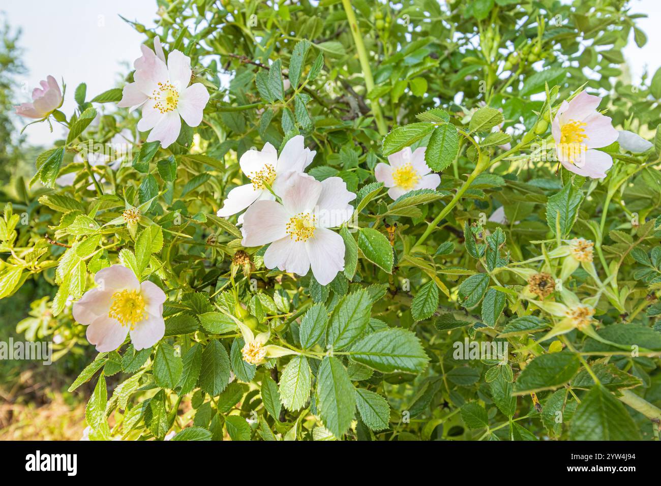 Elliptical-leaf Rose, Rosa elliptica, flowers Stock Photo - Alamy