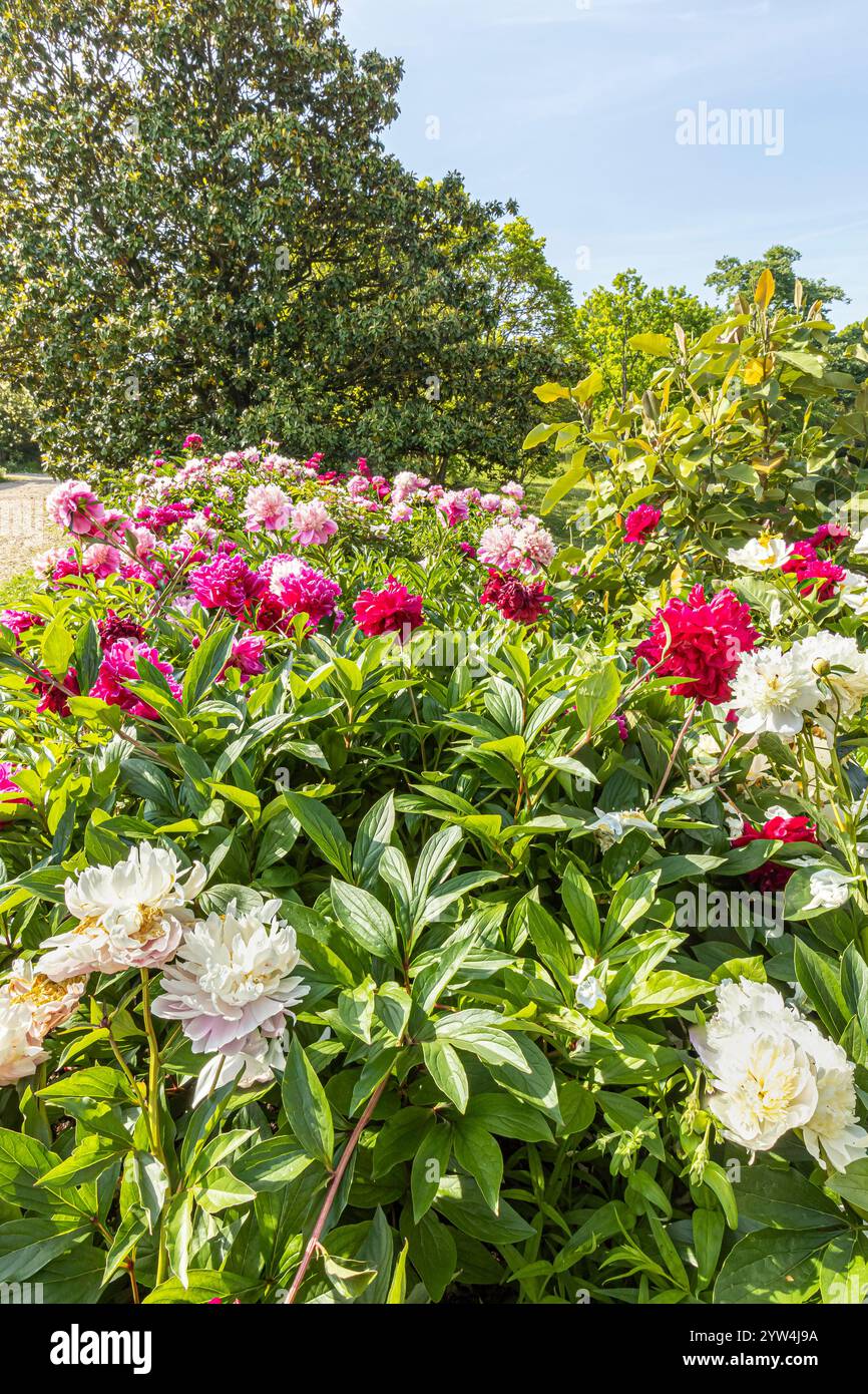 Paeonia lactiflora 'Lady Alexandra Duff, Paeonia lactiflora bed, Ecole ...