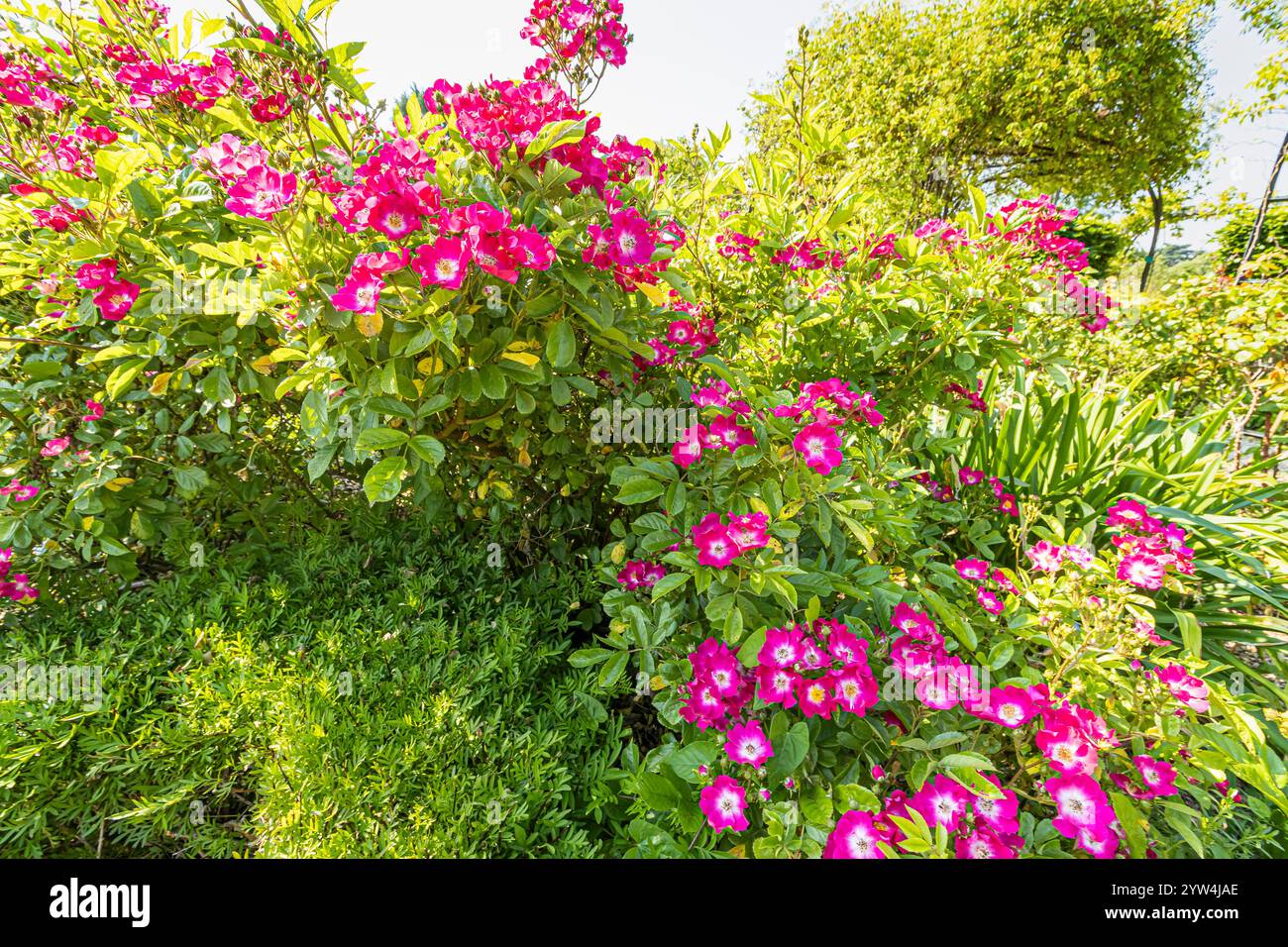 Multiflora rose, Rosa 'Maria Lisa', in bloom Stock Photo - Alamy