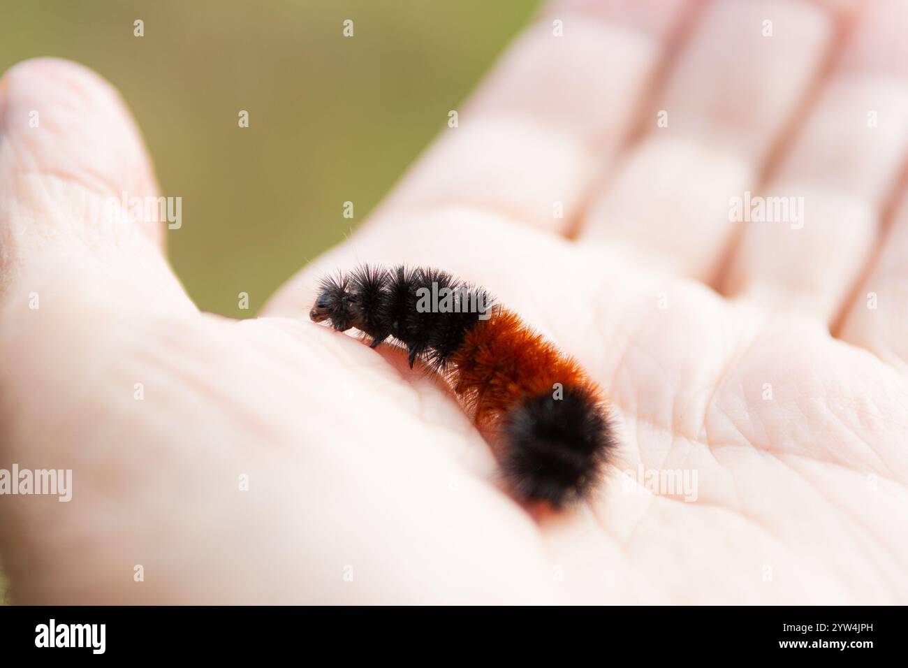 A three-colored caterpillar, a shaggy bear, crawls on the palm of the ...