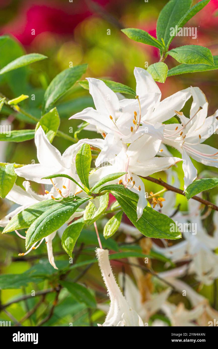Coastal azalea, Rhododendron atlanticum, flowers Stock Photo - Alamy
