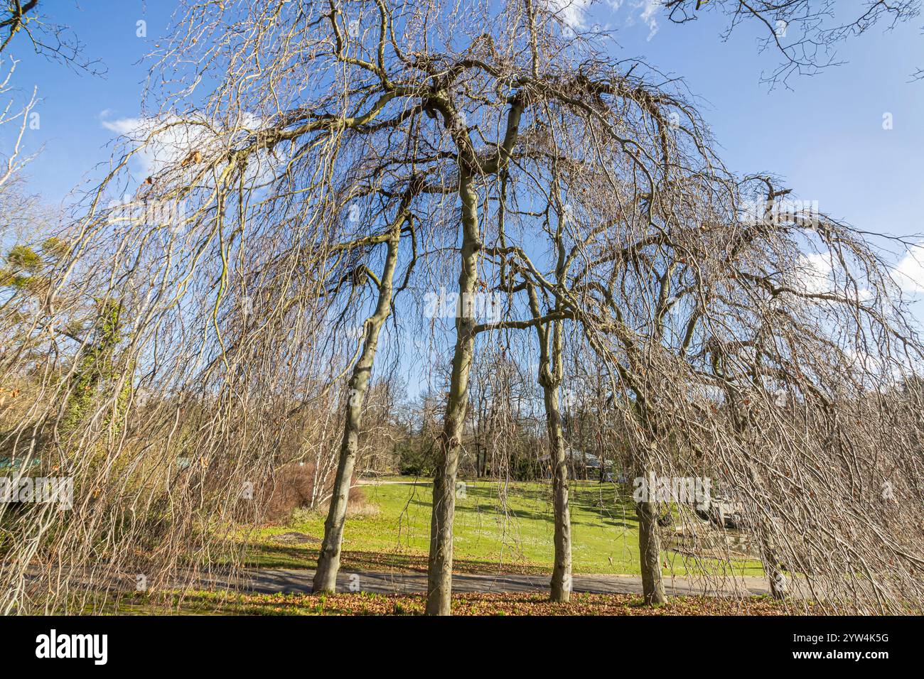 Weeping hornbeam, Carpinus betulus 'Pendula Stock Photo - Alamy