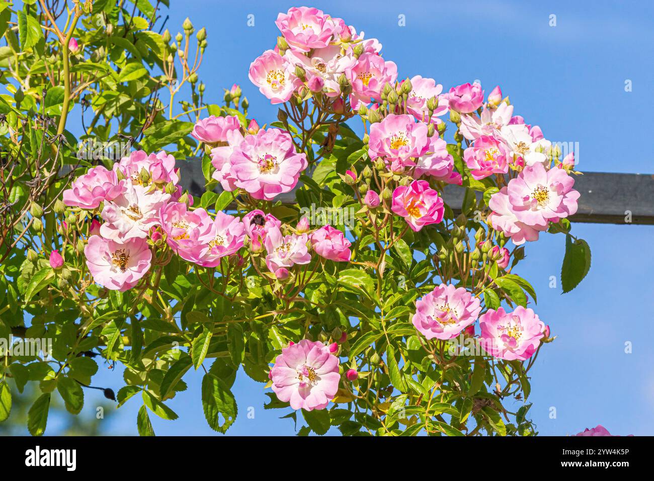Rosa 'Blush Rambler', in bloom Stock Photo - Alamy