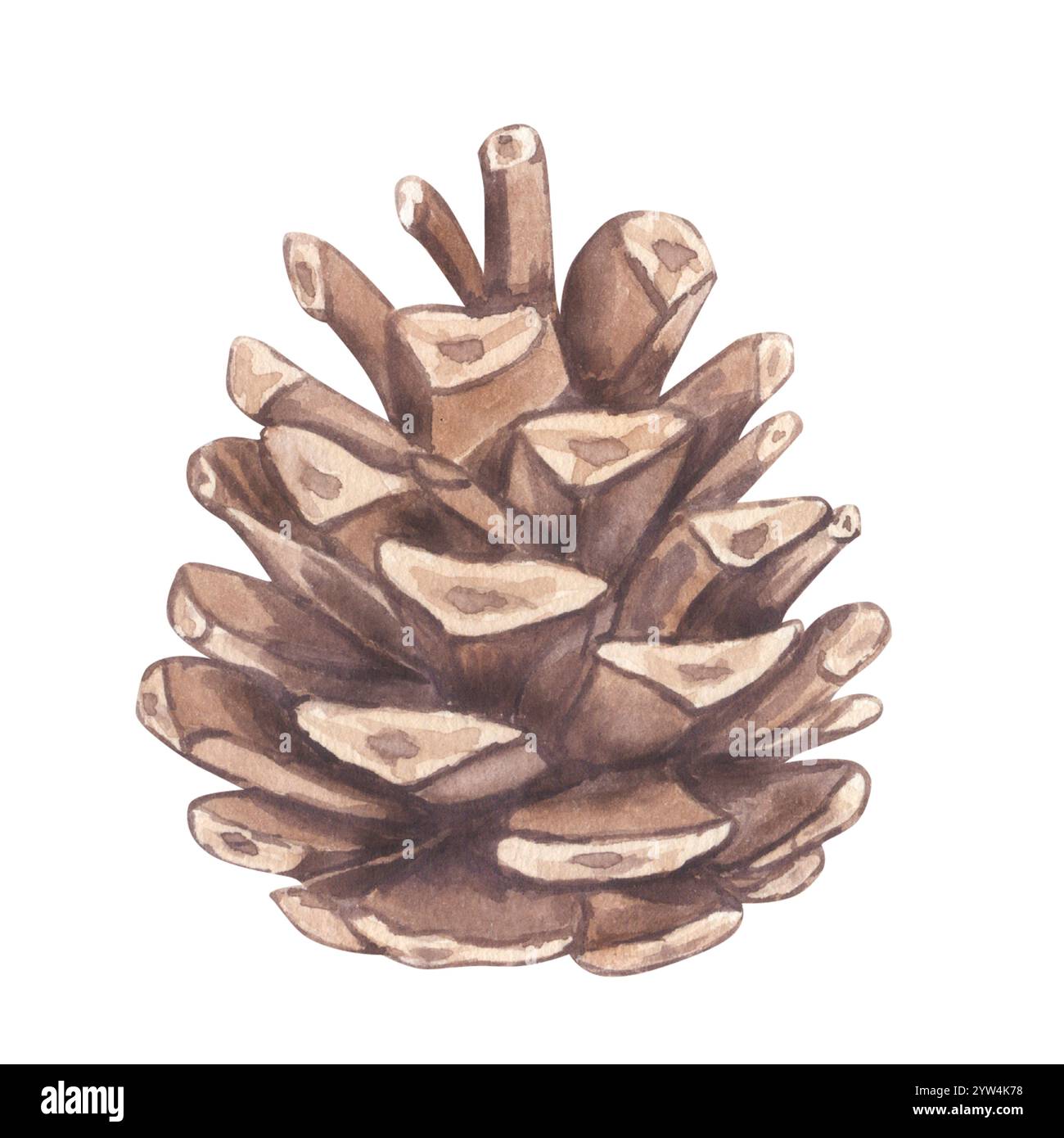 Pine spruce fir cone, seeds evergreen coniferous tree. Botanical ...