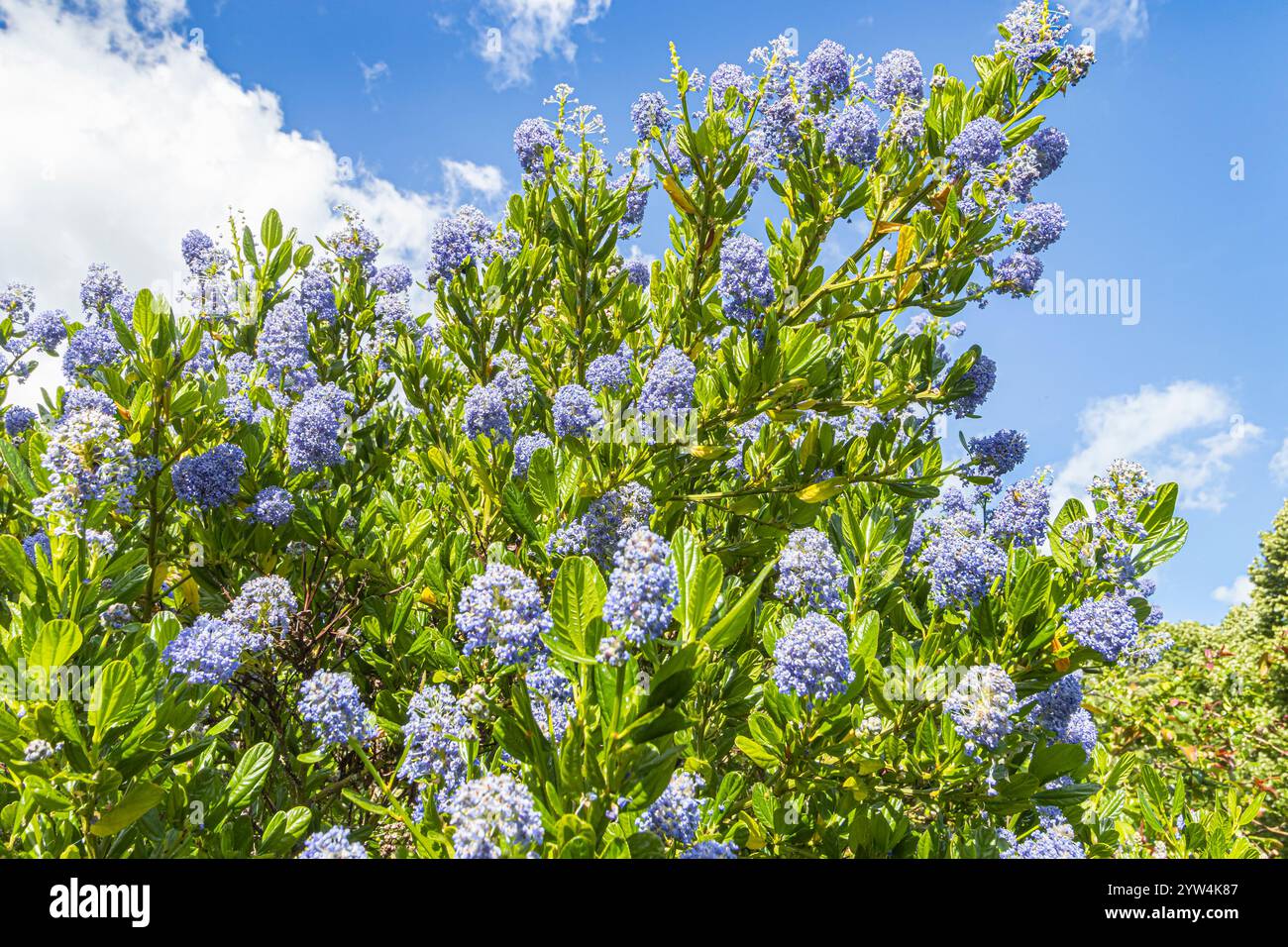 Blue blossom Ceanothus, Ceanothus thyrsiflorus 'Skylark', in bloom ...