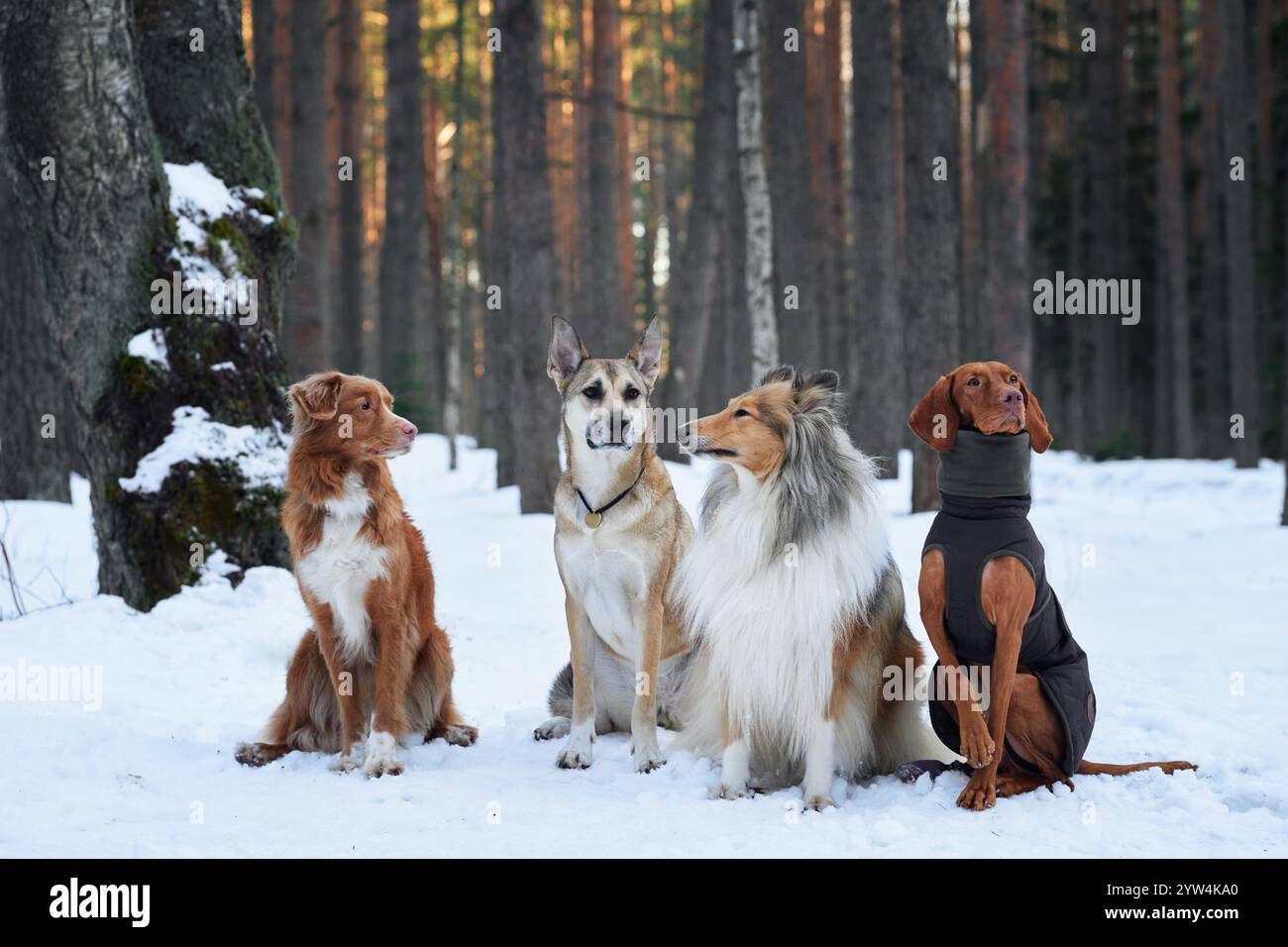 Three dogs of different breeds sit together in the snowy forest ...