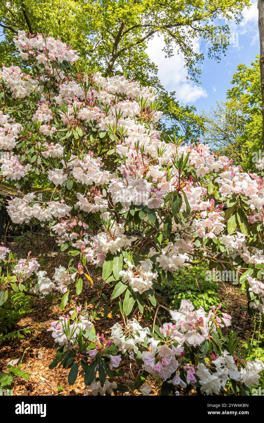 Rhododendron 'Mrs Charles Pearson', in bloom Stock Photo - Alamy