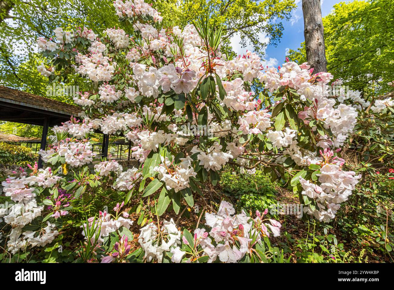 Rhododendron 'Mrs Charles Pearson', in bloom Stock Photo - Alamy