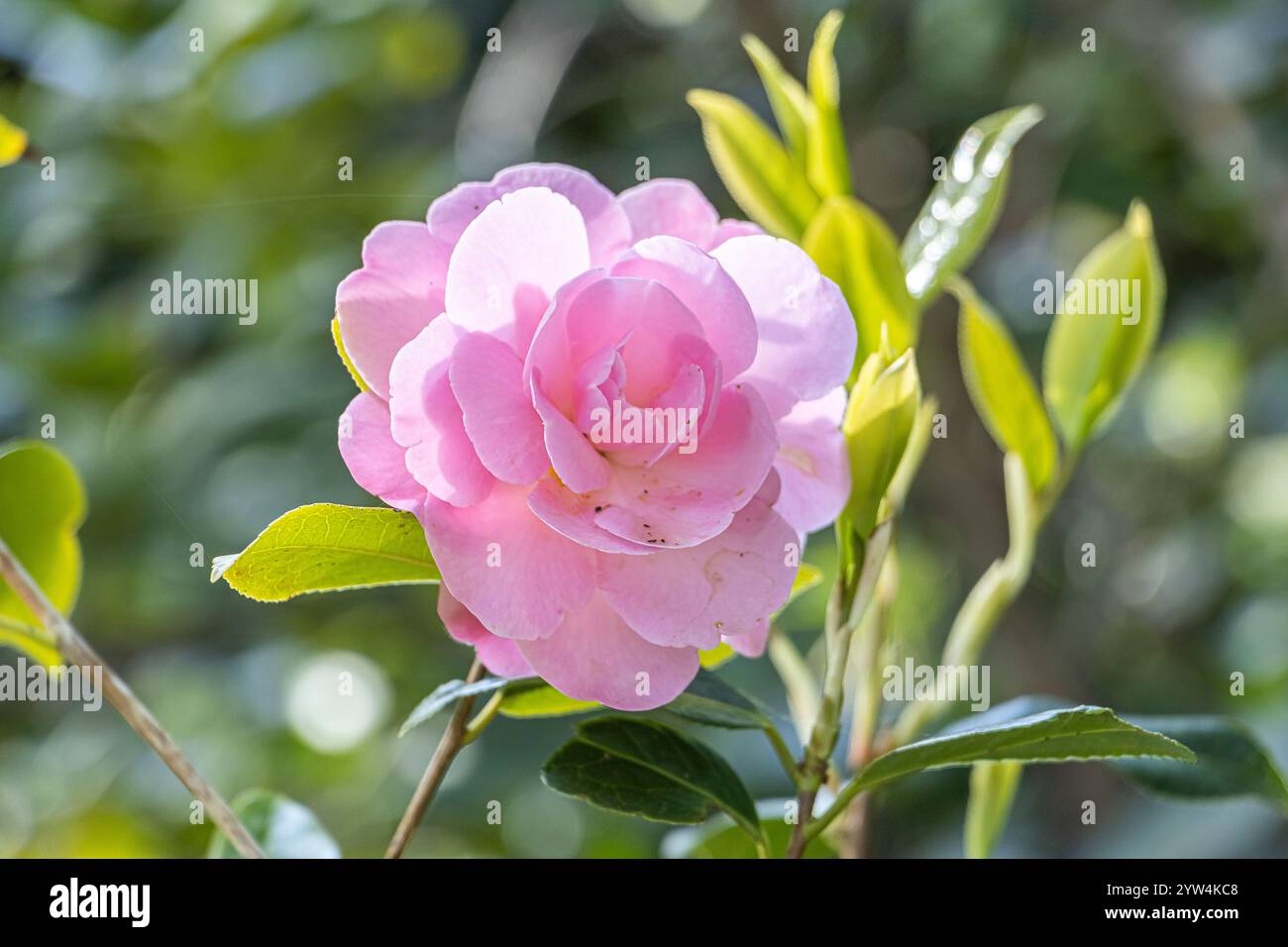Camellia williamsii 'Gay Time', flower Stock Photo - Alamy