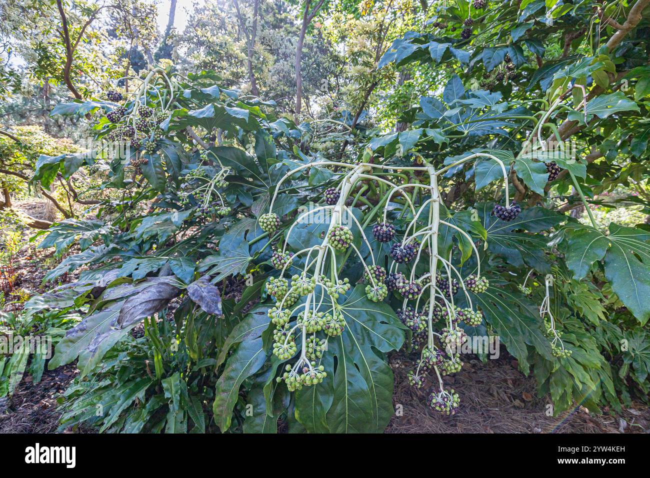 Big-leaf paper plant, Moseri Japanese Aralia, Fatsia japonica 'Moseri ...
